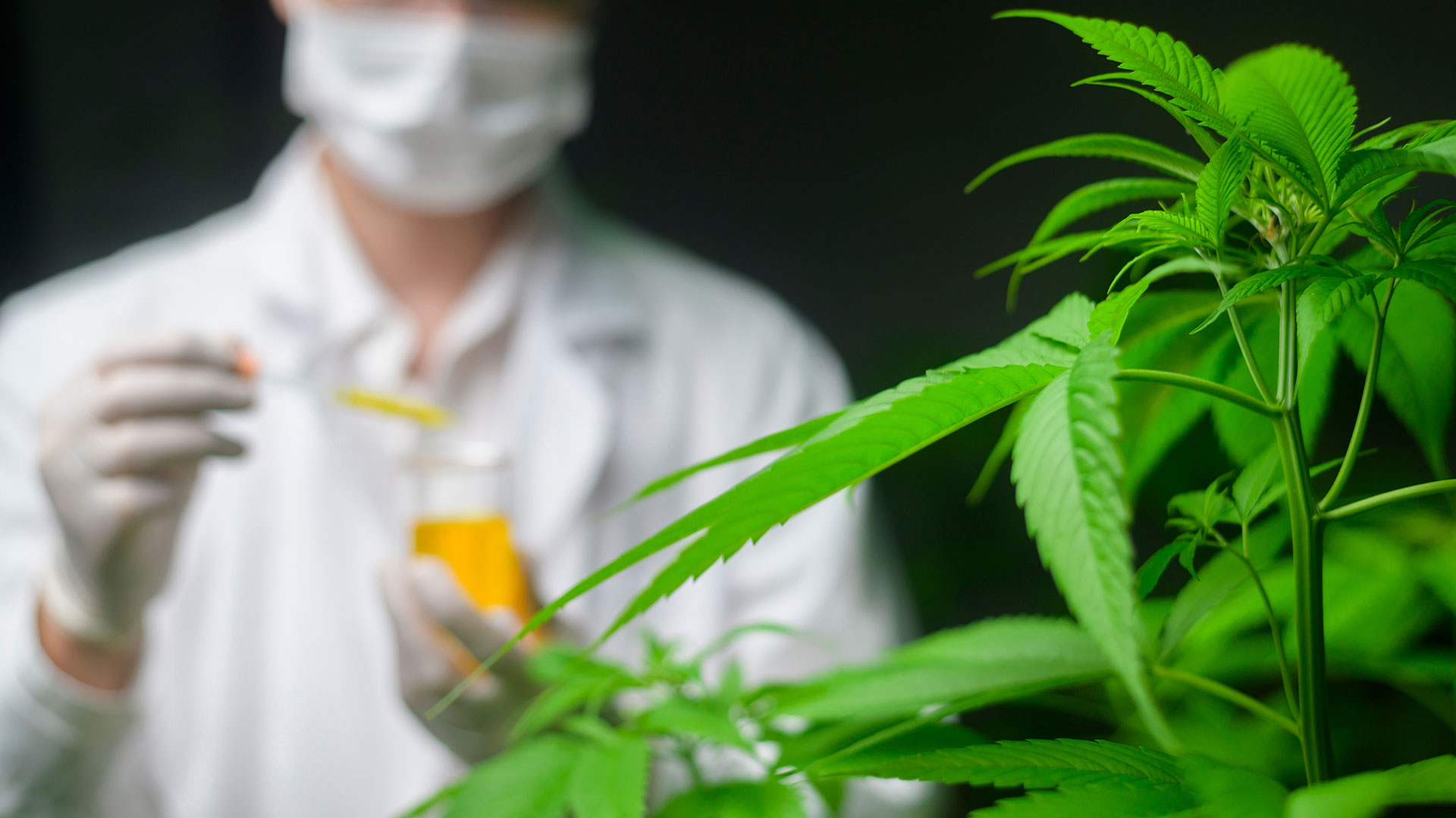 Hush – Cannabis Healing Emporium